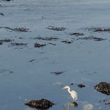 Point Arena-Stornetta Unit of the California Coastal National Monument ...