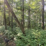 Tracy Ridge Hiking Trail System , Pennsylvania - 349 Reviews, Map ...