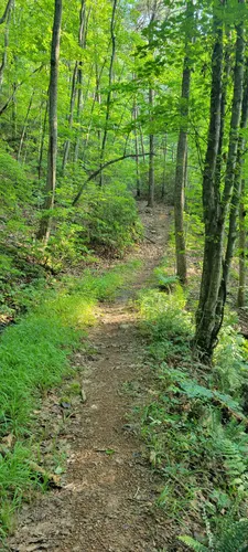 Best Hikes and Trails in Johns Mountain Wildlife Management Area ...