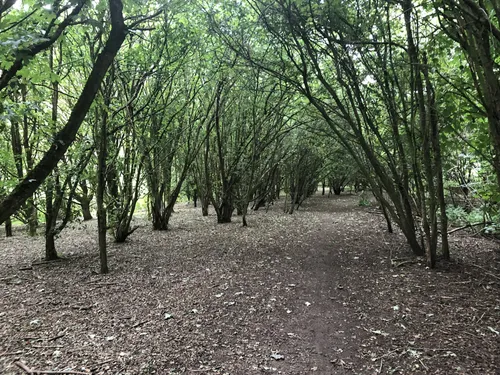 Best Hikes and Trails in Alsa Wood | AllTrails