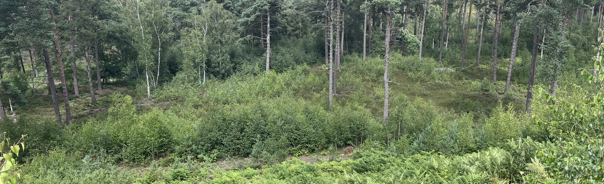 Serpent Trail, Surrey, England - 70 Reviews, Map | AllTrails