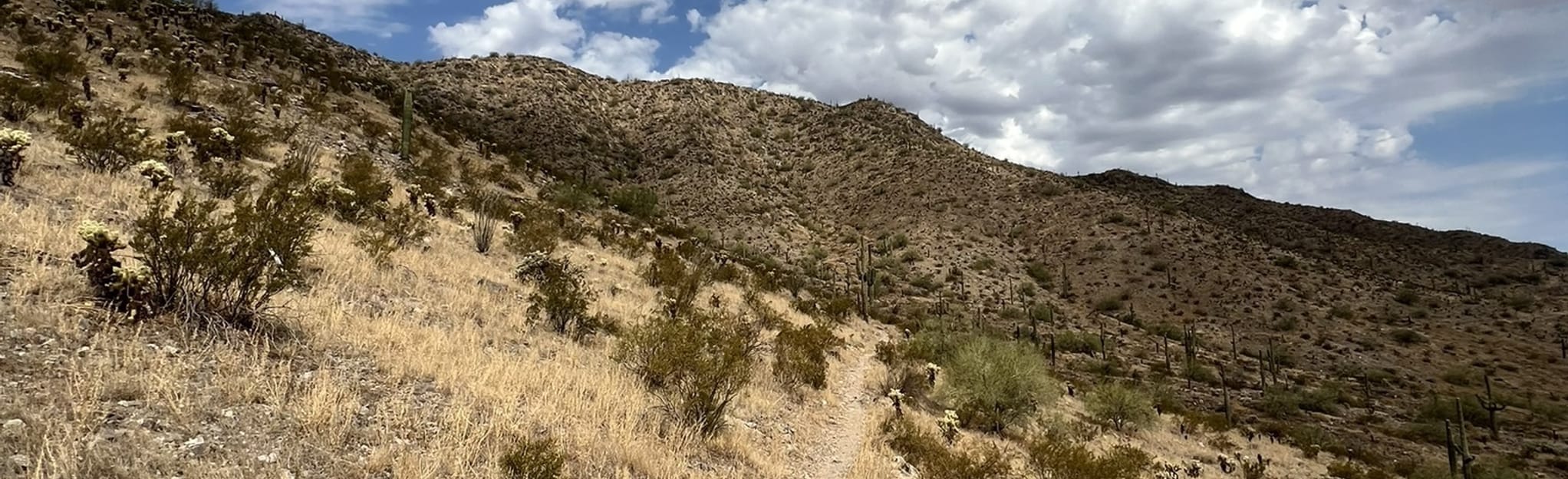 Spine Trail Loop, Arizona - 496 Reviews, Map | AllTrails