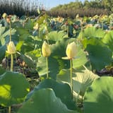 The Boardwalk at Lake Weatherford, Texas - 124 Reviews, Map | AllTrails