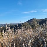 Trippet Ranch to Eagle Springs Loop Trail, California - 779 Reviews ...