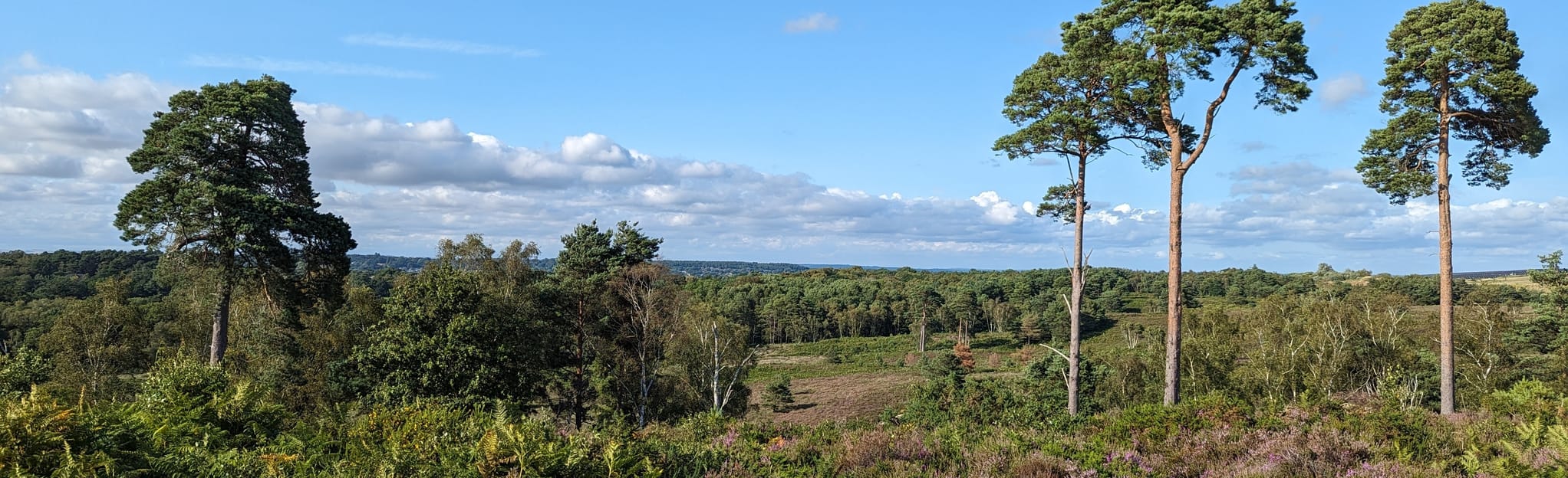 Canford Heath Circular: 18 Reviews, Map - Dorset, England | AllTrails