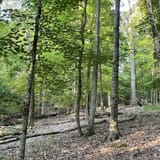 Millennium Trail, Kentucky - 445 Reviews, Map | AllTrails