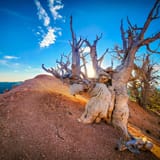 Twisted Forest, Utah - 158 Reviews, Map | AllTrails