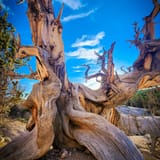 Twisted Forest, Utah - 158 Reviews, Map | AllTrails