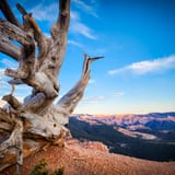 Twisted Forest, Utah - 158 Reviews, Map | AllTrails