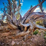 Twisted Forest, Utah - 158 Reviews, Map | AllTrails