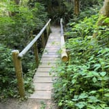 Tryon Creek Triple Bridge Loop, Oregon - 1,356 Reviews, Map | AllTrails