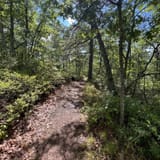 Kennedy Peak Loop, Virginia - 534 Reviews, Map | AllTrails