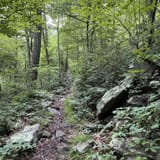 Kennedy Peak Loop, Virginia - 534 Reviews, Map | AllTrails