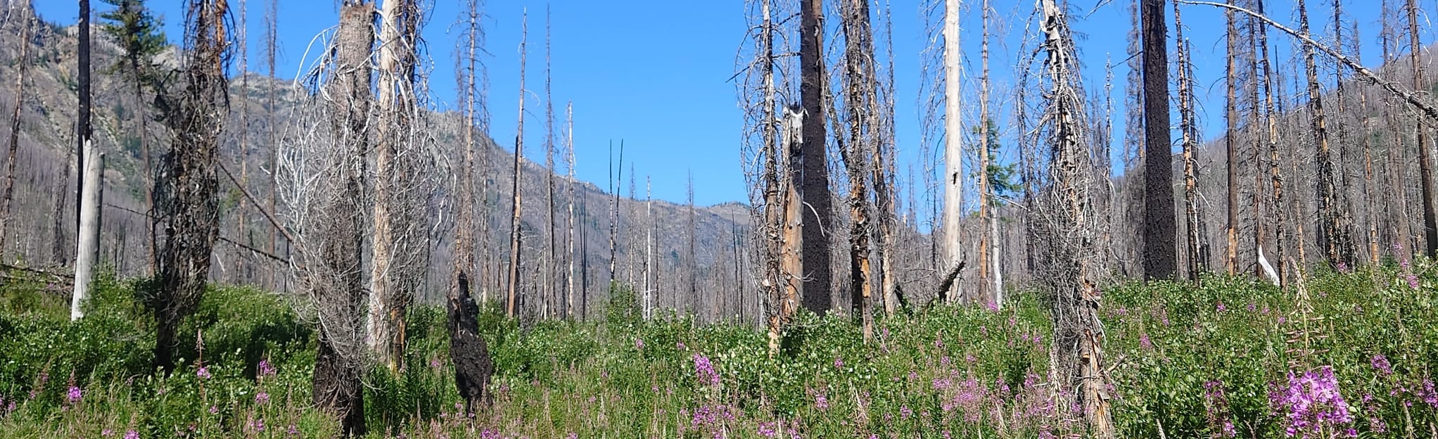 AllTrails | Entiat River OHV Trail: 4 Reviews, Map - Washington