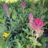 Piegan Pass Trail, Montana - 317 Reviews, Map | AllTrails