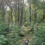 Tracy Ridge Hiking Trail System , Pennsylvania - 349 Reviews, Map ...