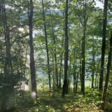 Tracy Ridge Hiking Trail System , Pennsylvania - 349 Reviews, Map ...