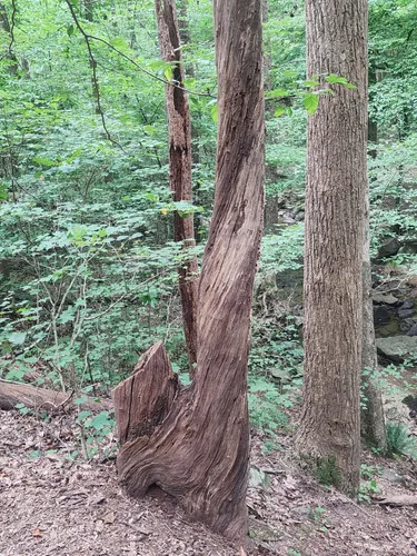 Best Hikes and Trails in Big Trees Forest Preserve | AllTrails Best Hikes and Trails in Big Trees Forest Preserve | AllTrails