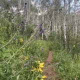 Ruedi Overlook Trail, Colorado - 60 Reviews, Map | AllTrails