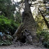 Giant Spruce Trail, Oregon - 438 Reviews, Map | AllTrails