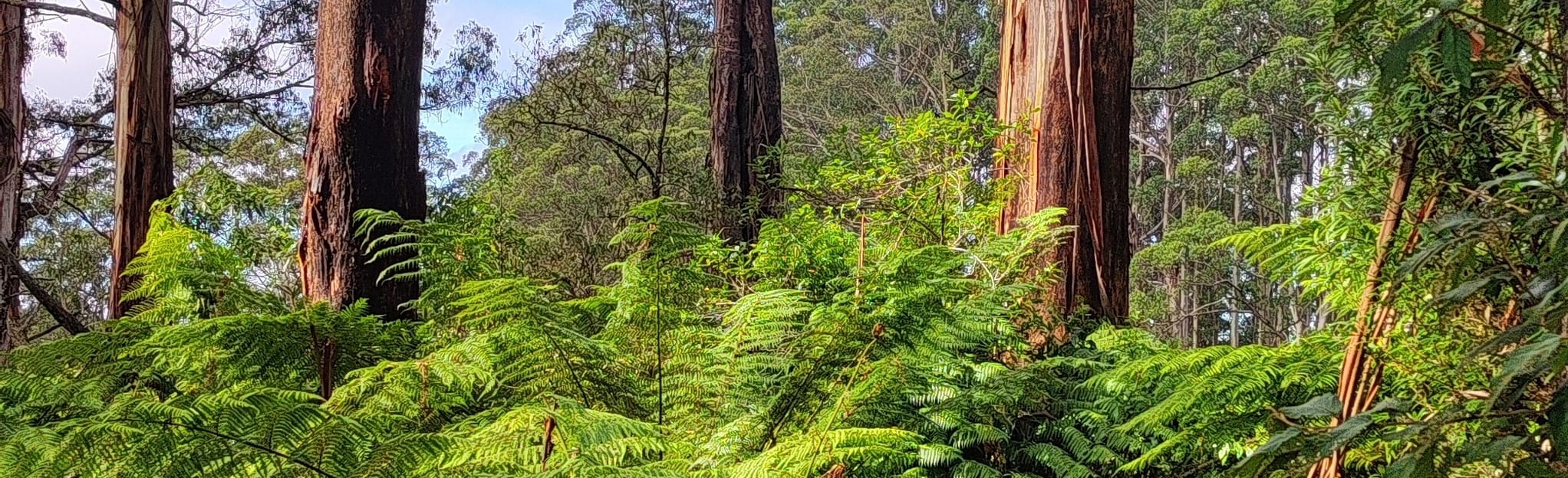 Corrigan Suspension Bridge Loop, Victoria, Australia - 81 Reviews, Map ...