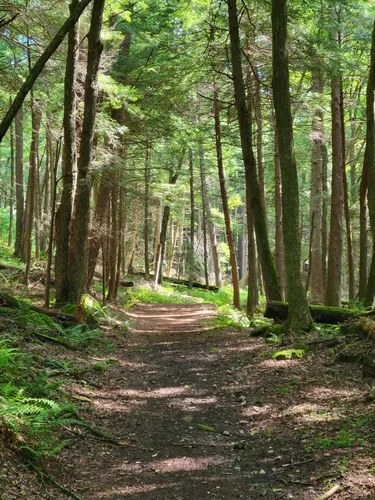 Best Easy Trails in Cook Forest State Park | AllTrails