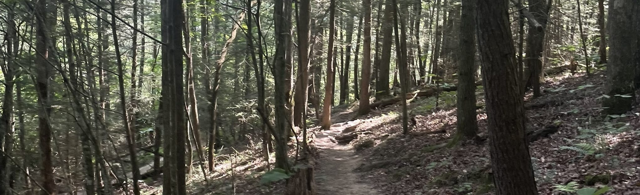 Muir Valley South Trail, Kentucky - 75 Reviews, Map | AllTrails