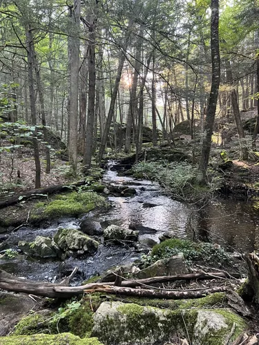 2023 Best Forest Trails in New Boston | AllTrails