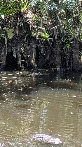 Best Hikes and Trails in Fakahatchee Strand Preserve State Park | AllTrails