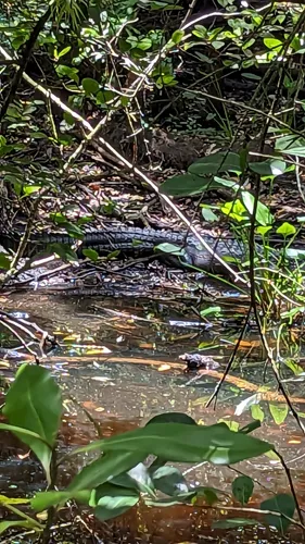 Best Hikes and Trails in Fakahatchee Strand Preserve State Park | AllTrails