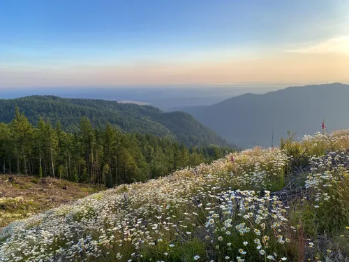 10 Best Hikes and Trails in Tiger Mountain State Forest | AllTrails
