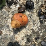 Howarth Park Trail, Washington - 99 Reviews, Map | AllTrails