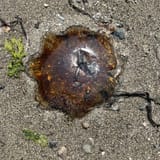 Howarth Park Trail, Washington - 99 Reviews, Map | AllTrails