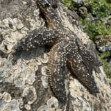 Howarth Park Trail, Washington - 99 Reviews, Map | AllTrails