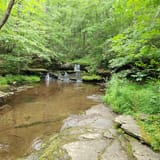 Black Forest North Loop Trail, Pennsylvania - 223 Reviews, Map | AllTrails