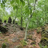 Black Forest North Loop Trail, Pennsylvania - 223 Reviews, Map | AllTrails