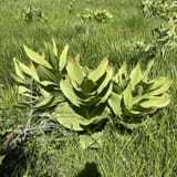 Chicago Stump Trail, California - 73 Reviews, Map | AllTrails