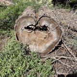 Chicago Stump Trail, California - 73 Reviews, Map | AllTrails