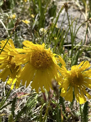 Best Camping Trails in Chromo | AllTrails