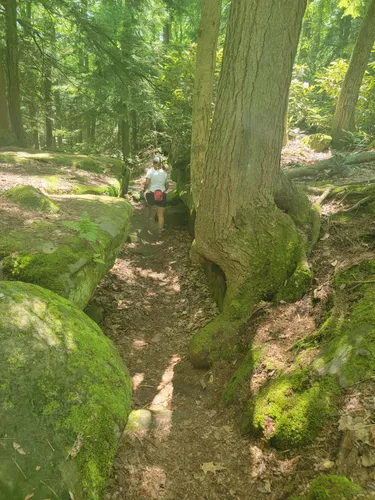 2023 Best Camping Trails in Cook Forest State Park | AllTrails