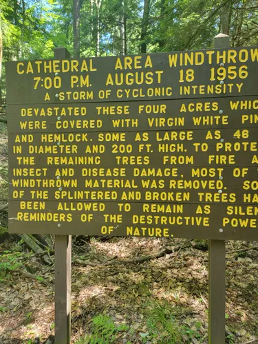 2023 Best Camping Trails in Cook Forest State Park | AllTrails