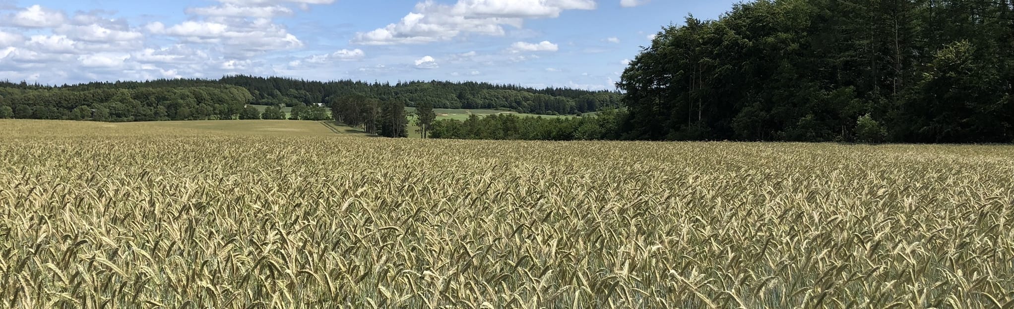 Rebild Skovhuse Rundt: 5 Reviews, Map - North Denmark, Denmark | AllTrails