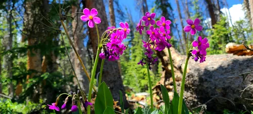Best Hikes and Trails in Powderhorn Wilderness | AllTrails