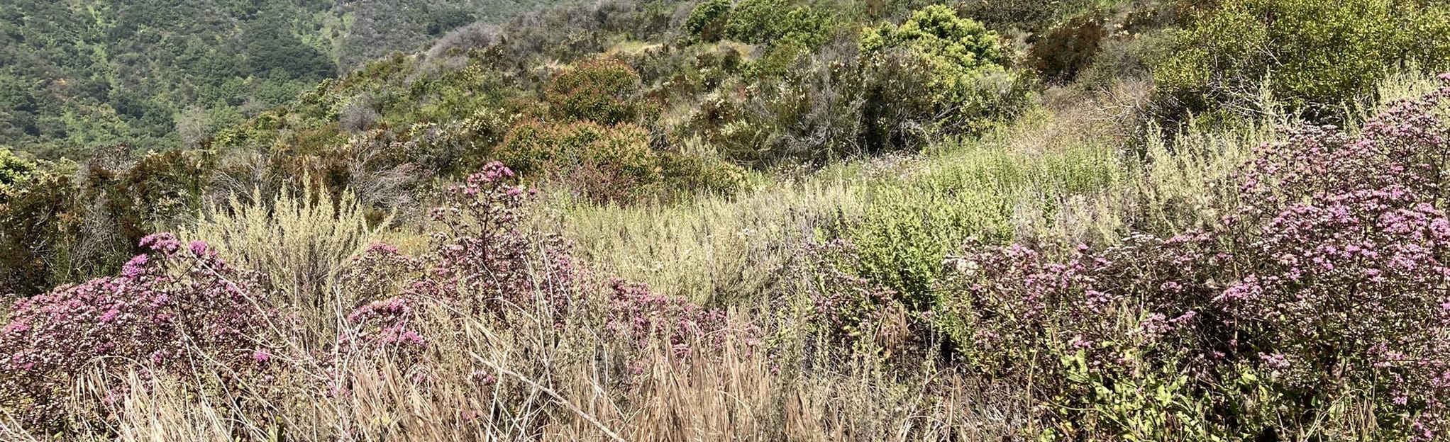 Lemming Trail: Temescal Canyon Road to the Beach, California - 167 ...