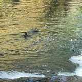 Eagle Creek Trail, Oregon - 798 Reviews, Map | AllTrails