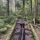 Mount Rogers Trail, Virginia - 438 Reviews, Map | AllTrails