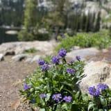 Blue Lake Trail, Idaho - 422 Reviews, Map | AllTrails
