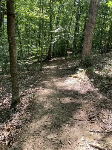 Best Hikes and Trails in Rotary Park | AllTrails