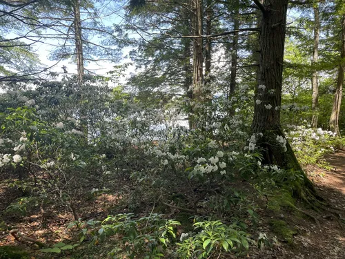Best Hikes and Trails in Chamberlain-Reynolds Memorial Forest | AllTrails