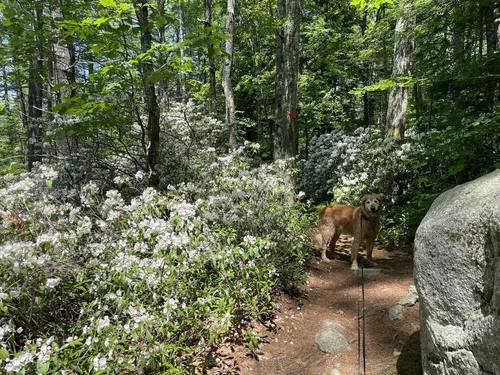 Best Hikes and Trails in Chamberlain-Reynolds Memorial Forest | AllTrails